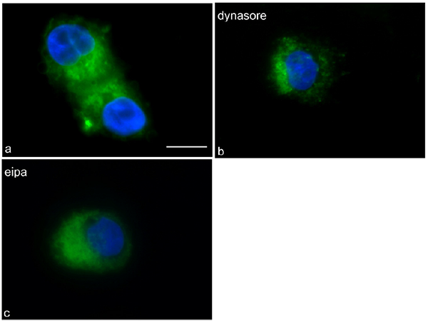 Fluorophores for Bioimaging and Polymer Nanoparticles - CD Bioparticles