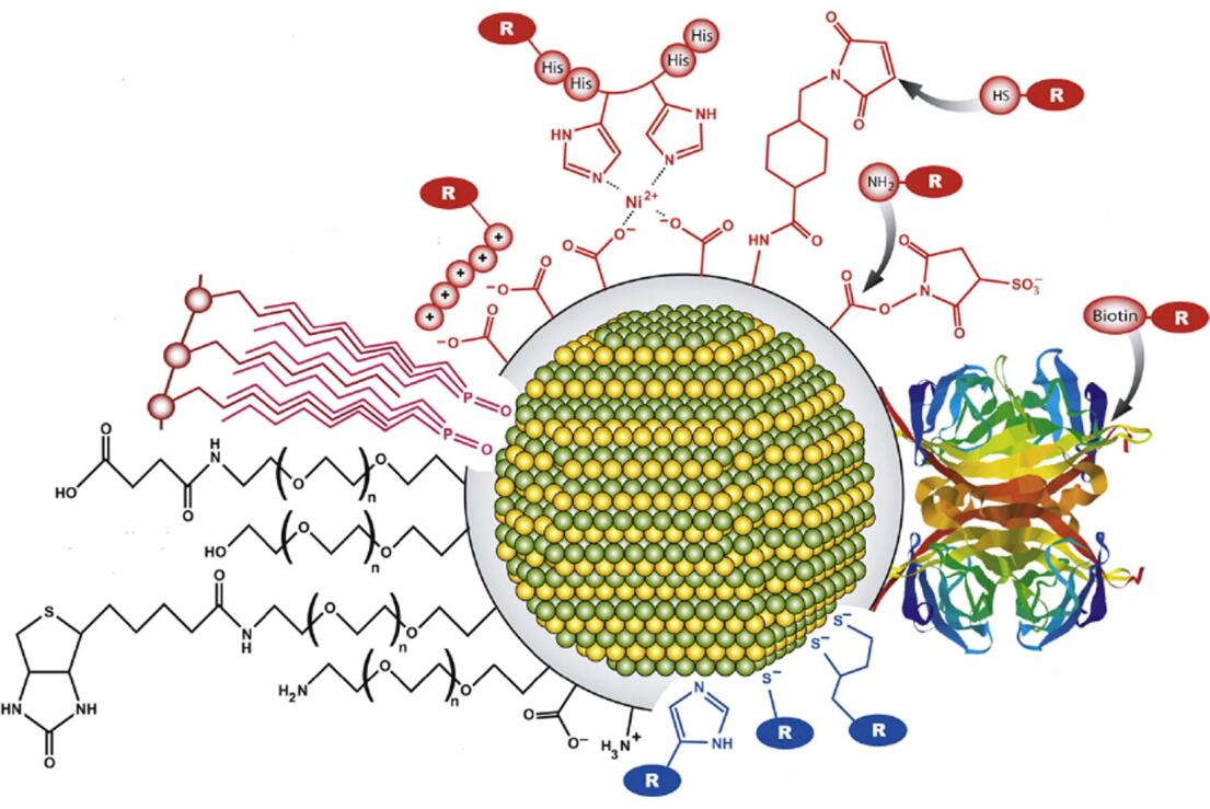ZnSe/ZnS Quantum Dots - CD Bioparticles