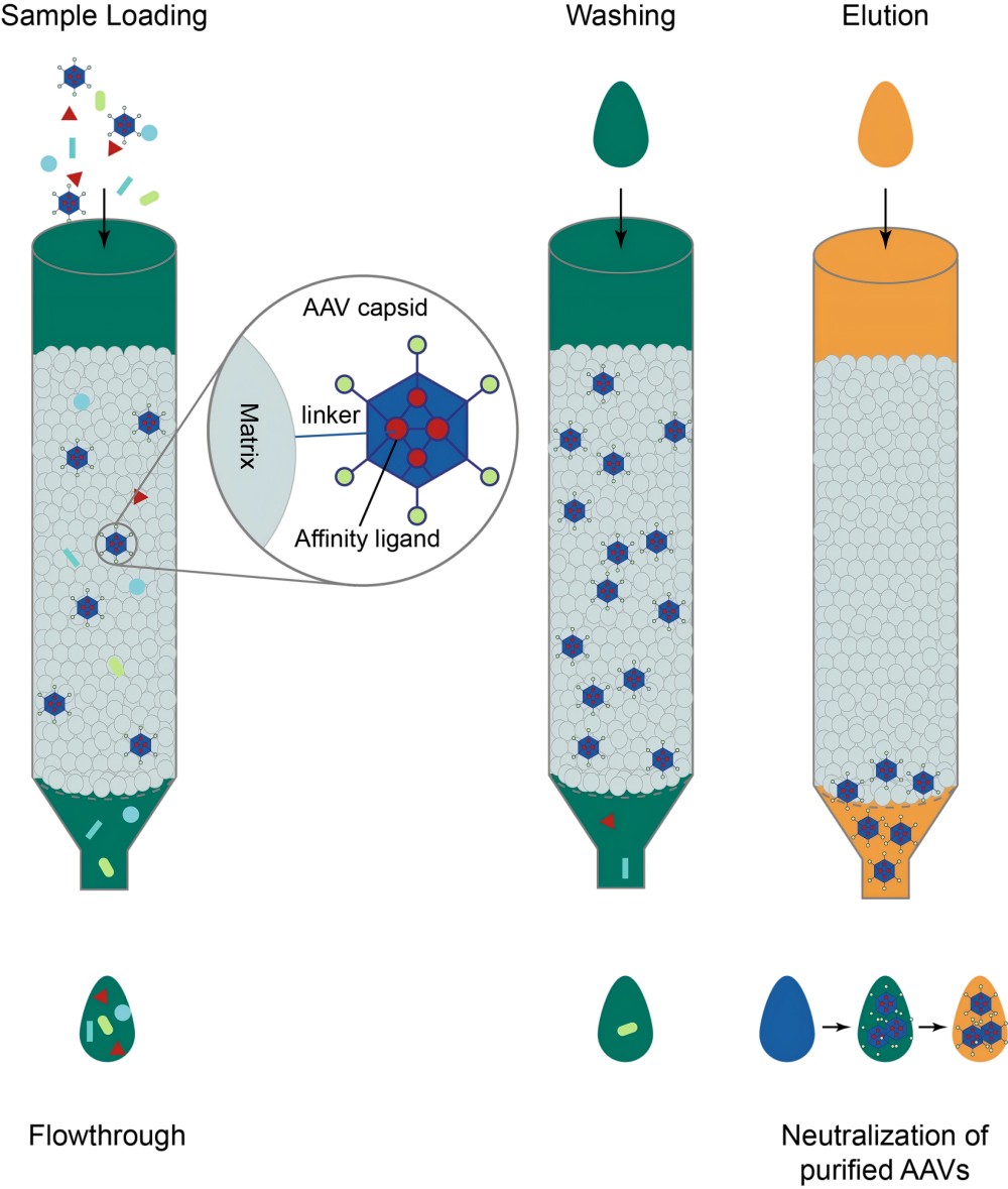 Alkali-Tolerant AAV Affinity Agarose Resins - CD Bioparticles