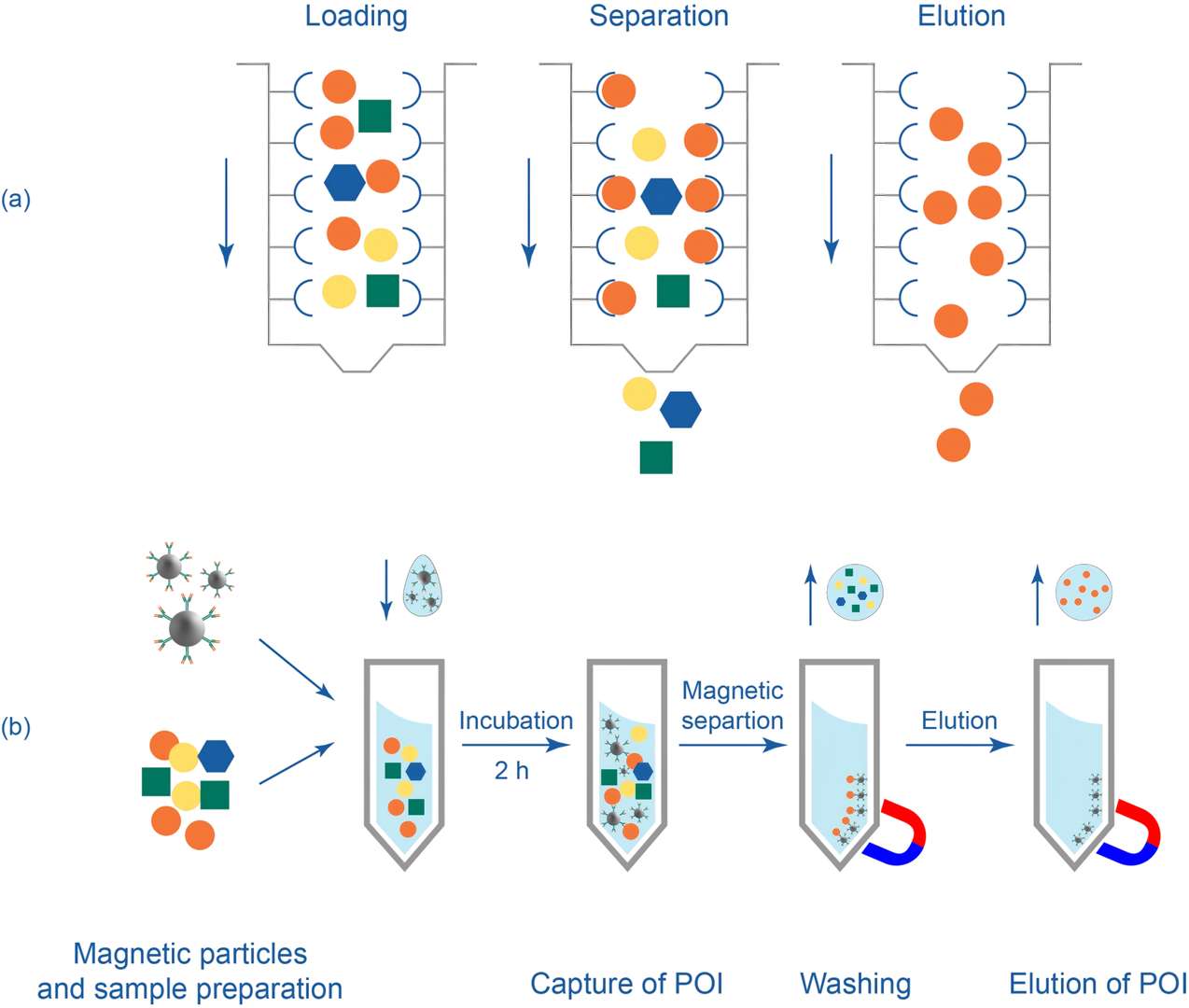 Antibody Conjugated Particles for Tagged Protein Purification - CD ...