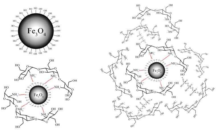 Chitosan Magnetic Particles - CD Bioparticles