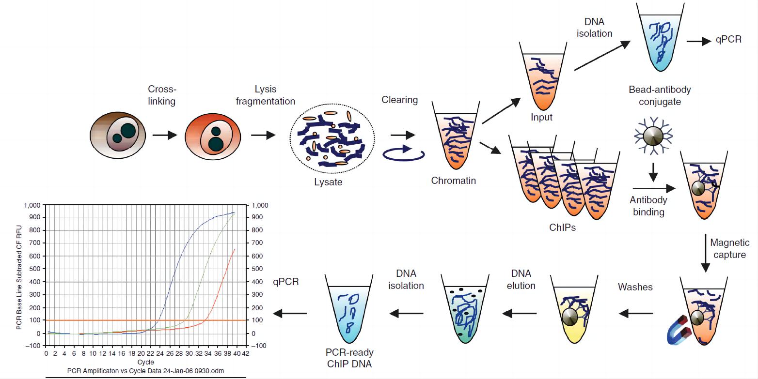 ChIP Assay Kit - CD Bioparticles