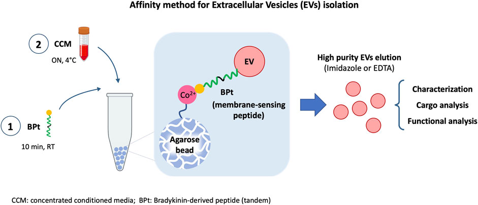 Custom Agarose Particle Synthesis & Functionalization - CD Bioparticles
