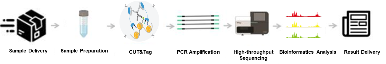 CUT&Tag Service for Epigenomic Profiling - CD Bioparticles