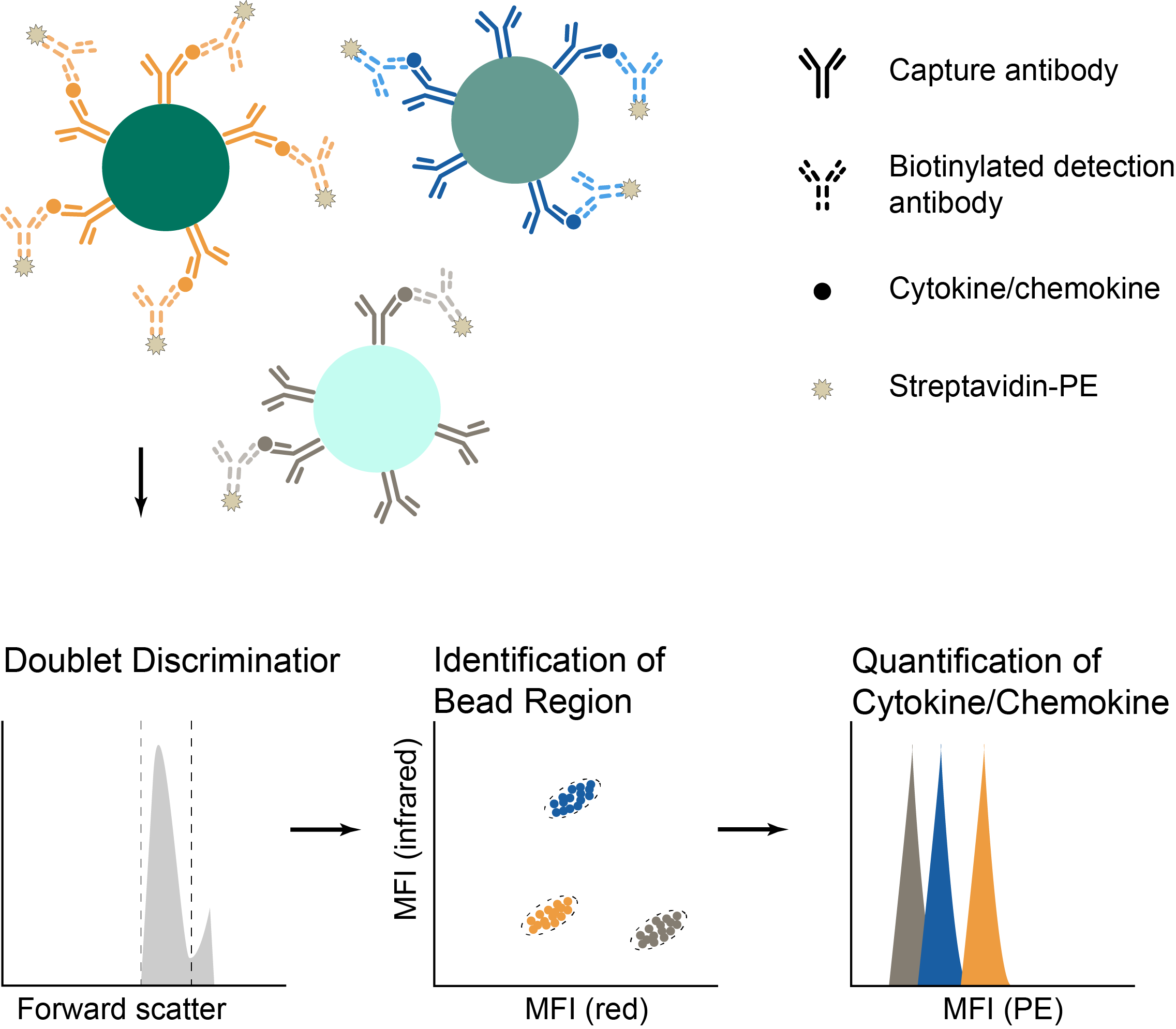 Multiplex Cytokine Detection | Magnetic Particle Assays - CD Bioparticles