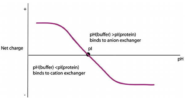 Ion Exchange Chromatography Resins for Molecular Purification - CD ...