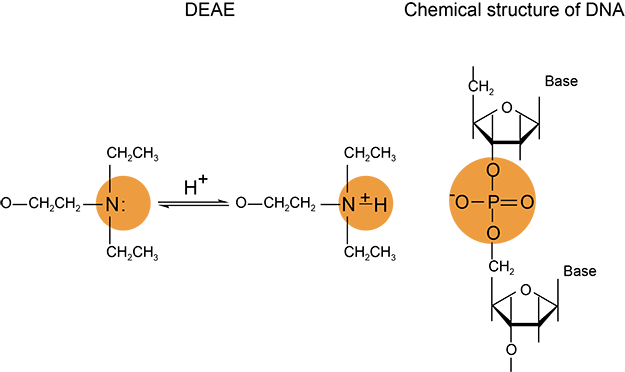 Ion Exchange Chromatography Resins for Molecular Purification - CD ...