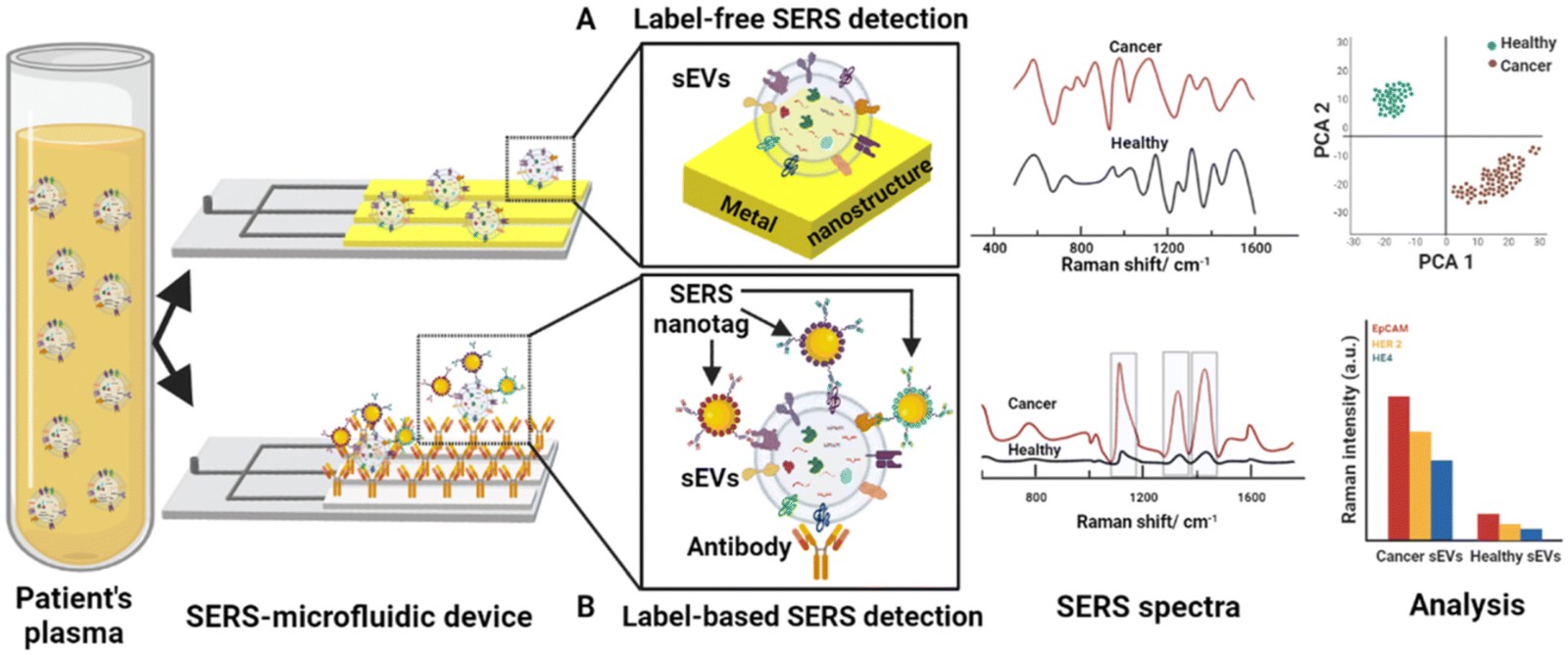 Gold & Silver Nanoparticles for SERS Applications - CD Bioparticles