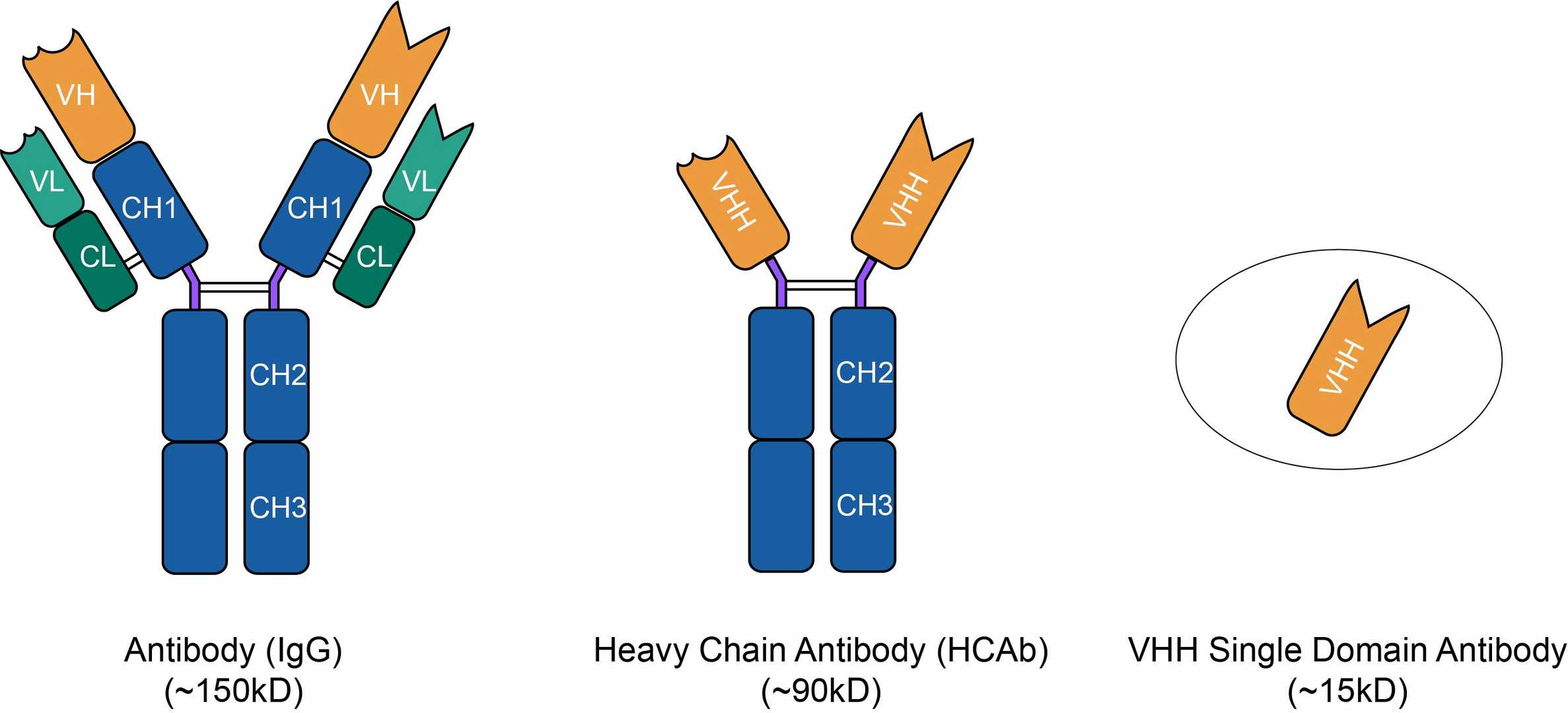 Anti-tag Single Domain Antibody Magnetic Particles - CD Bioparticles