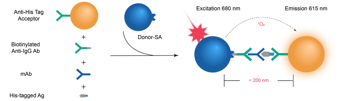 Homogeneous Chemiluminescence Assay Kits - CD Bioparticles
