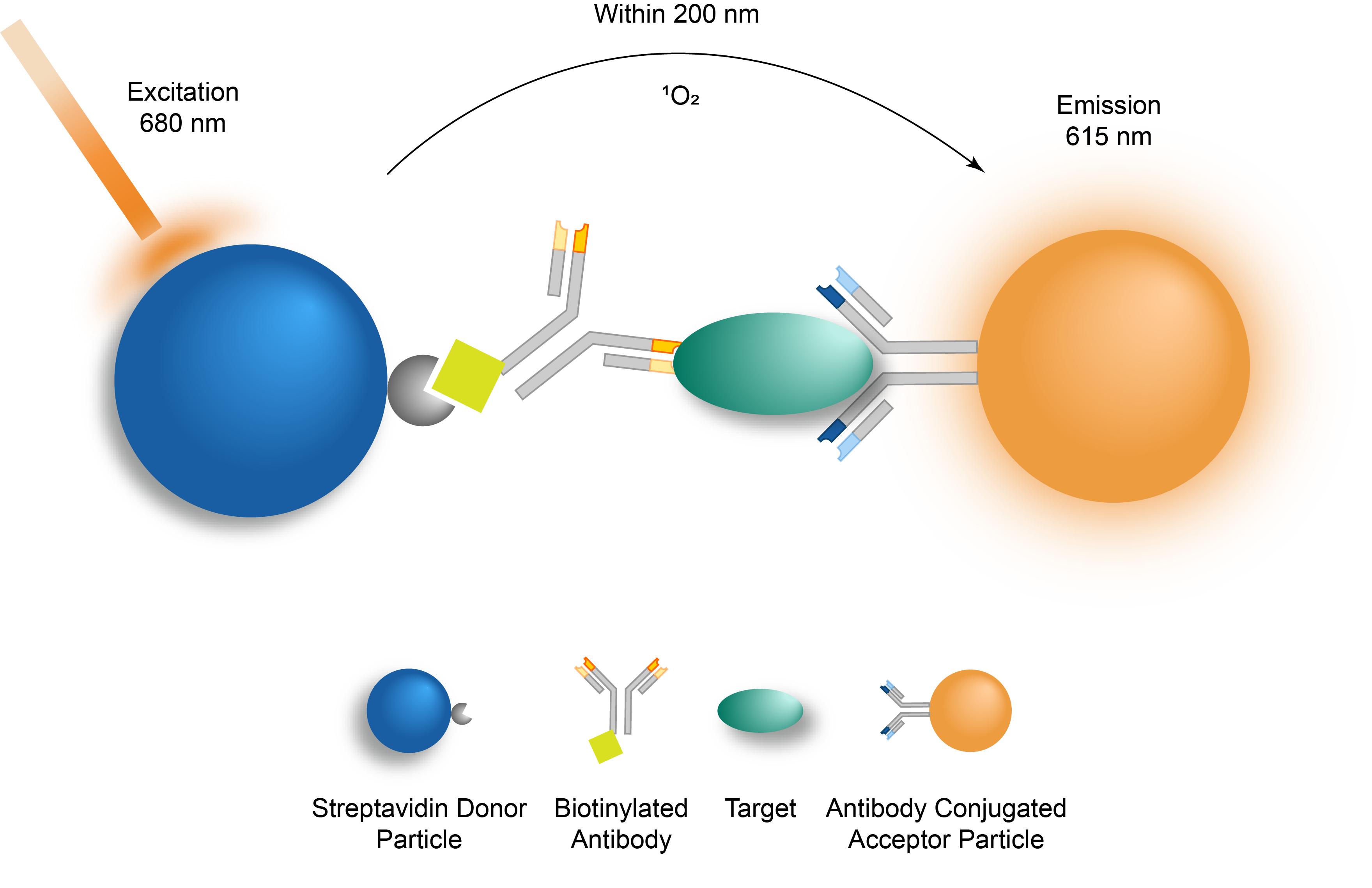 Polystyrene Particles for Homogeneous CLIAs - CD Bioparticles