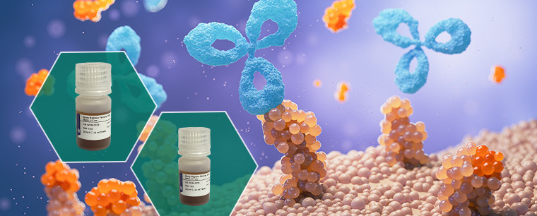 Antibody Immobilization Services - CD Bioparticles