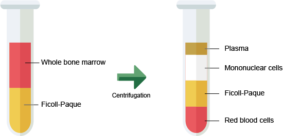 Isolation of Mouse Bone Marrow-Derived Mesenchymal Stem Cells - CD ...