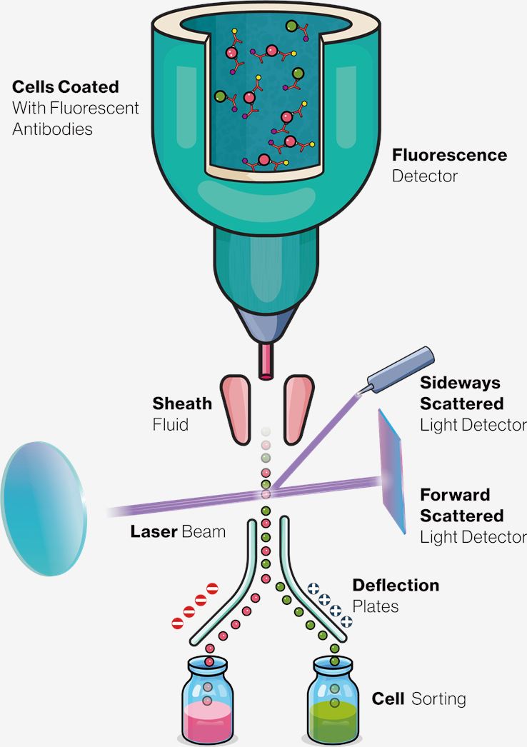Isolation of Mouse Bone Marrow-Derived Mesenchymal Stem Cells - CD ...