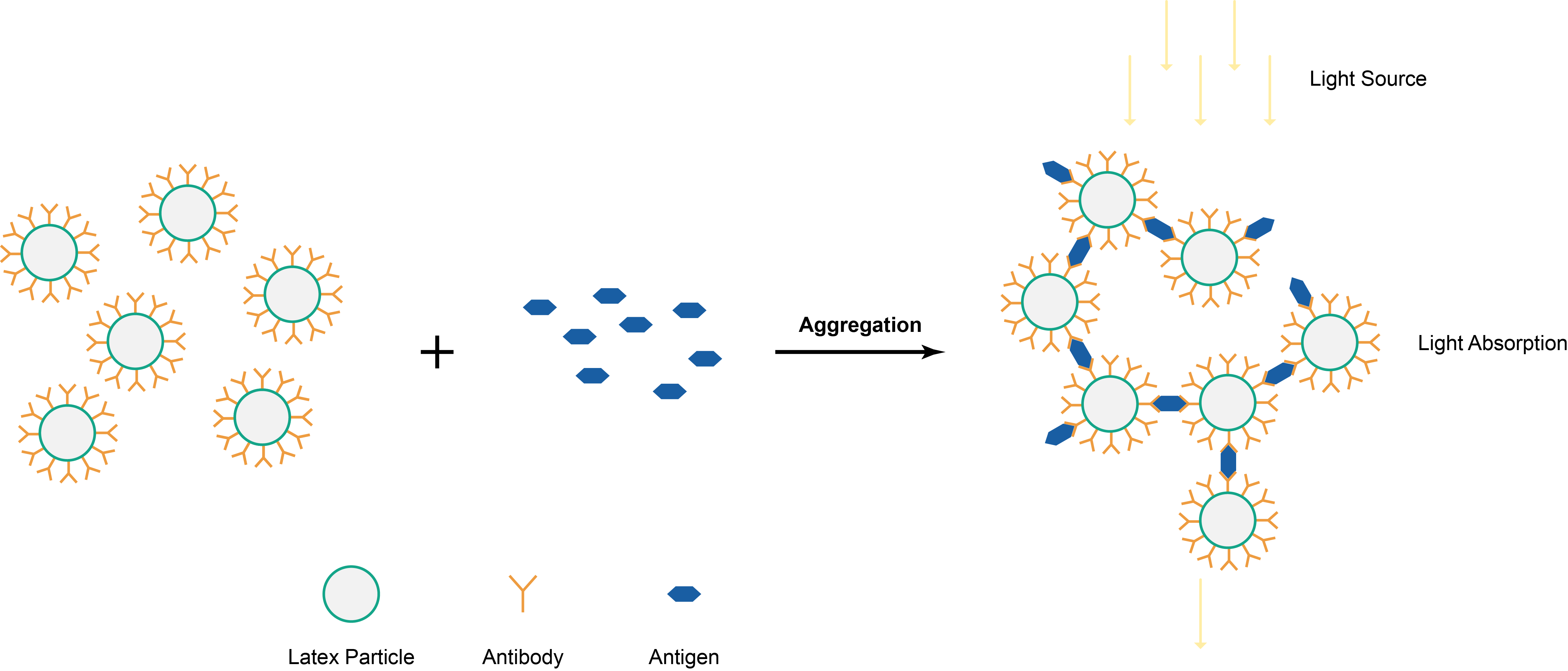 Custom Latex Immunoturbidimetric Assay (LIA) Development - CD Bioparticles