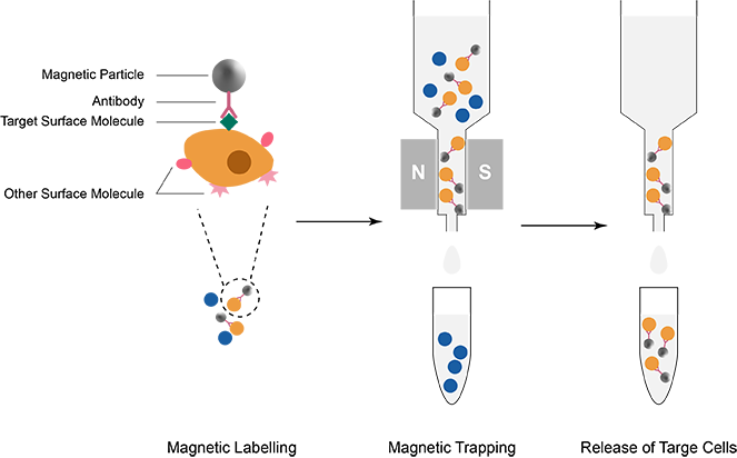 Magnetic Cell Isolation & Custom Beads - CD Bioparticles