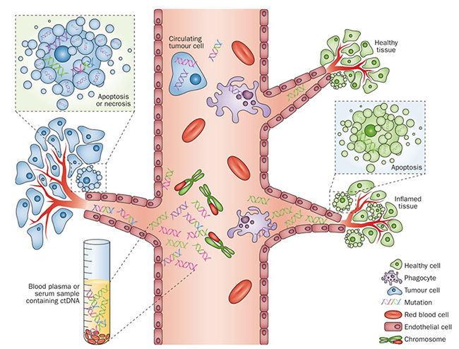 Magnetic Particles for Cell-Free DNA Extraction - CD Bioparticles