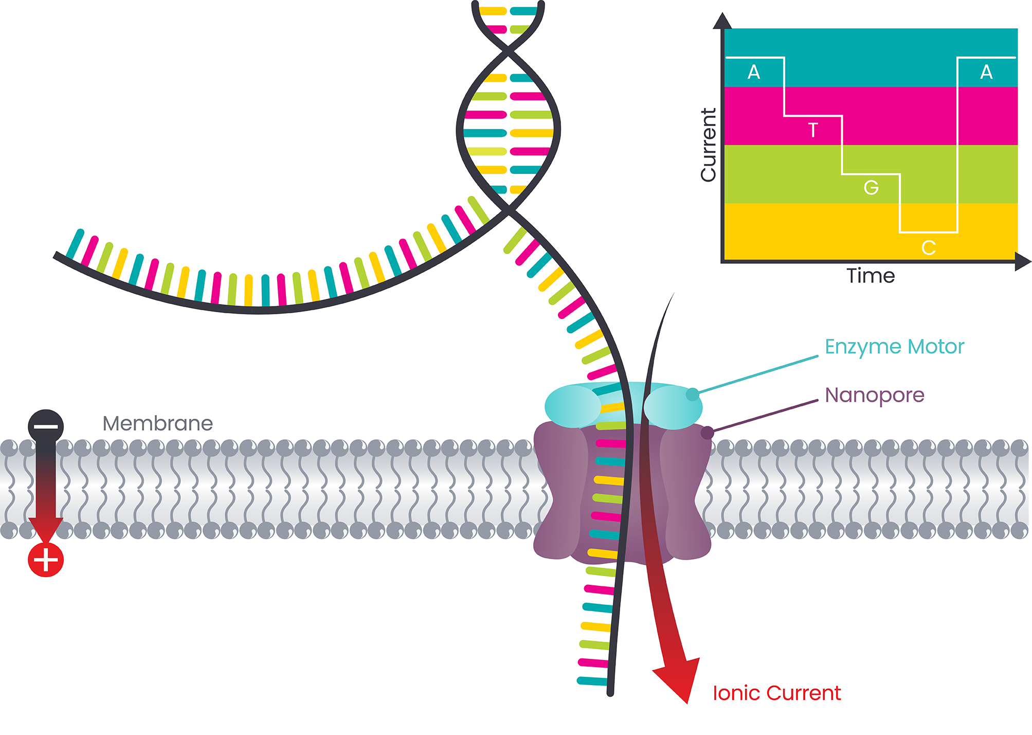 High Quality Nucleic Acid Extraction Using Magnetic Beads - CD Bioparticles