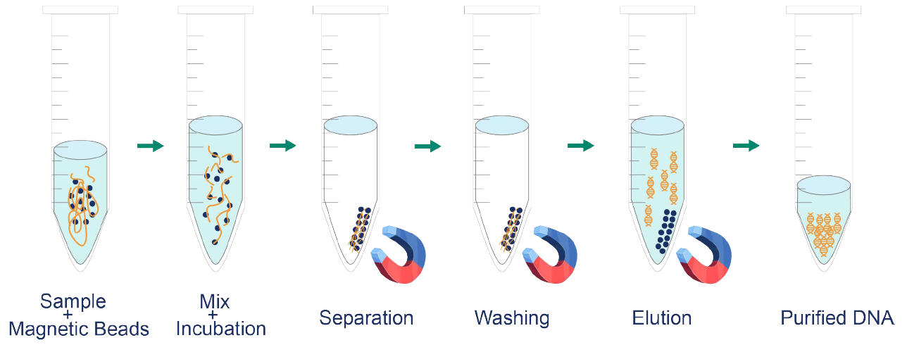 High Quality Nucleic Acid Extraction Using Magnetic Beads Cd Bioparticles