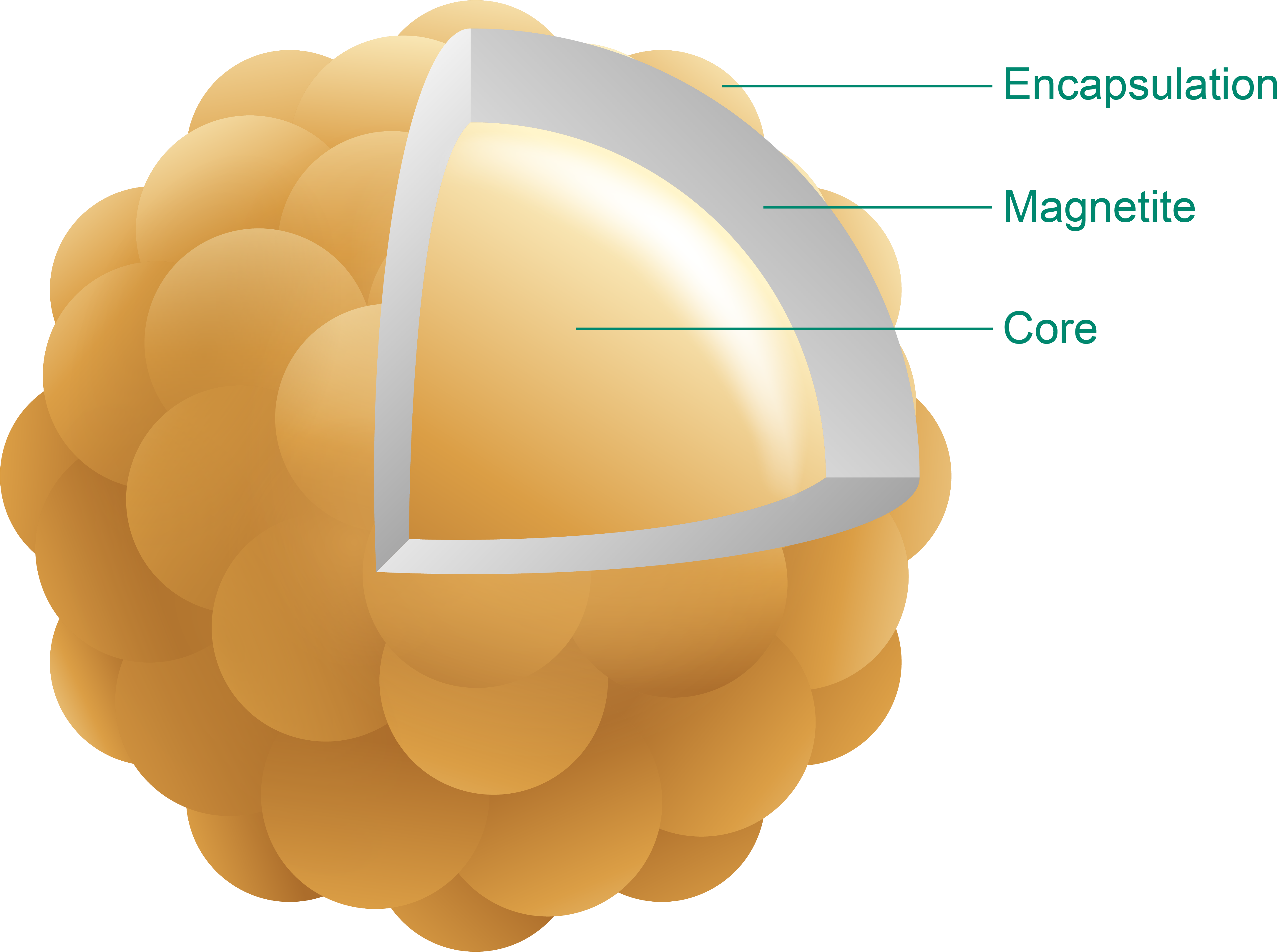 Rapid Nucleic Acid Extraction Using Magnetic Beads - CD Bioparticles