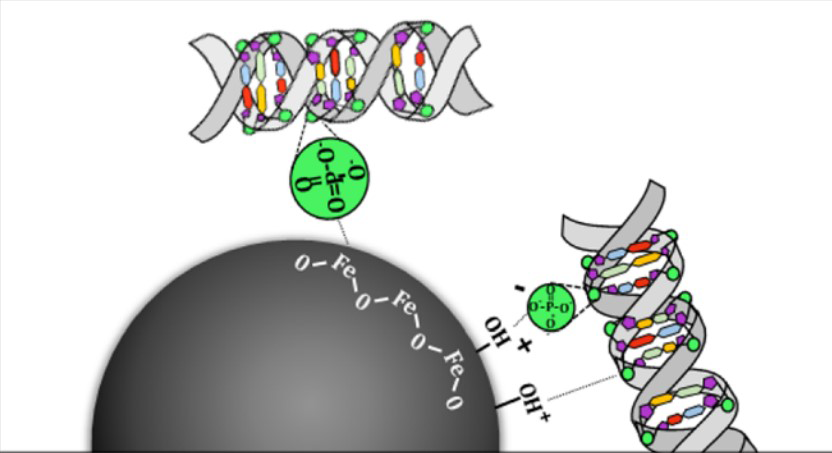Rapid Nucleic Acid Extraction Using Magnetic Beads - CD Bioparticles