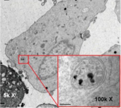 Magnetic Beads for Stem Cell Tracking - CD Bioparticles