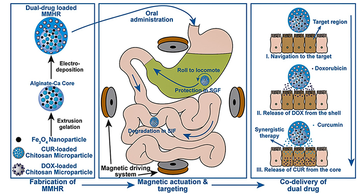 Custom Magnetic SA Hydrogel Particle Synthesis & Drug Encapsulation Service - CD Bioparticles
