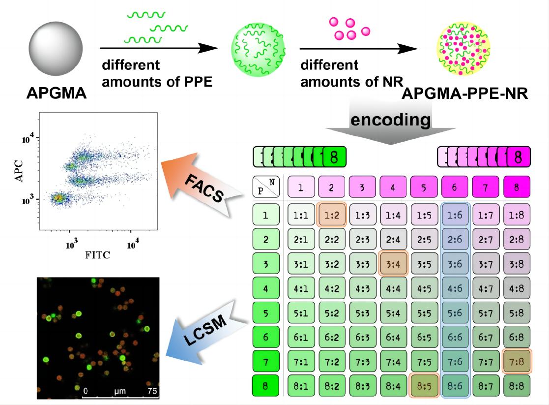 Particles for Multiplex Immunoassays - CD Bioparticles