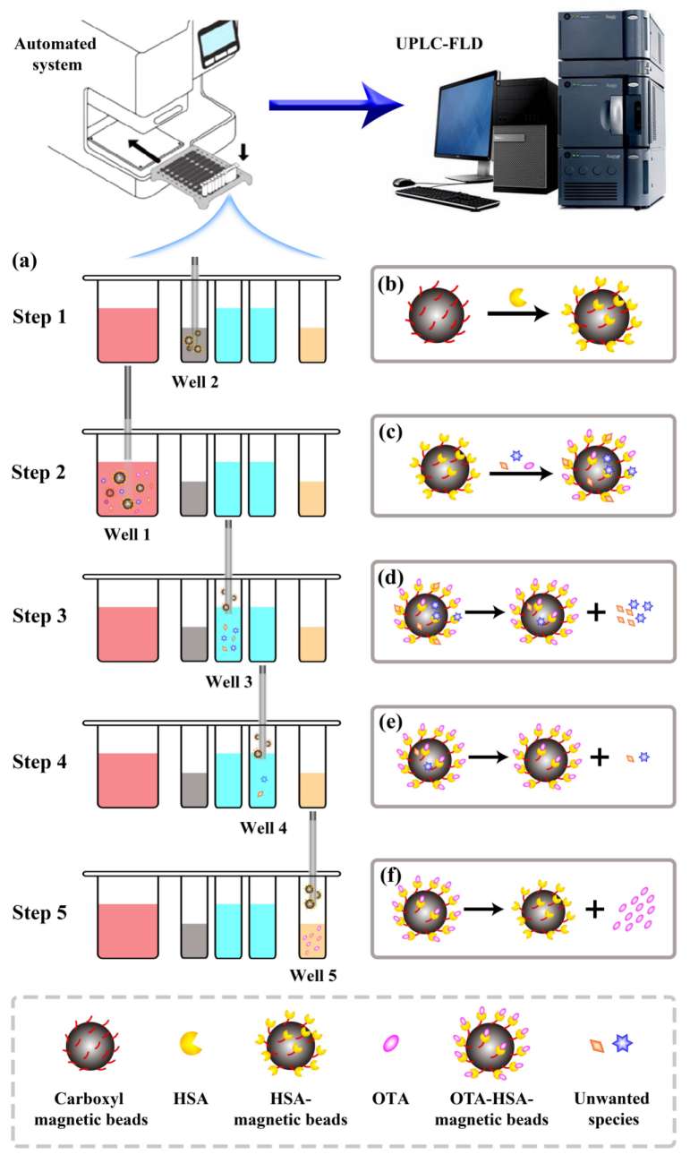 Magnetic Mycotoxin Clean-Up Kit - CD Bioparticles