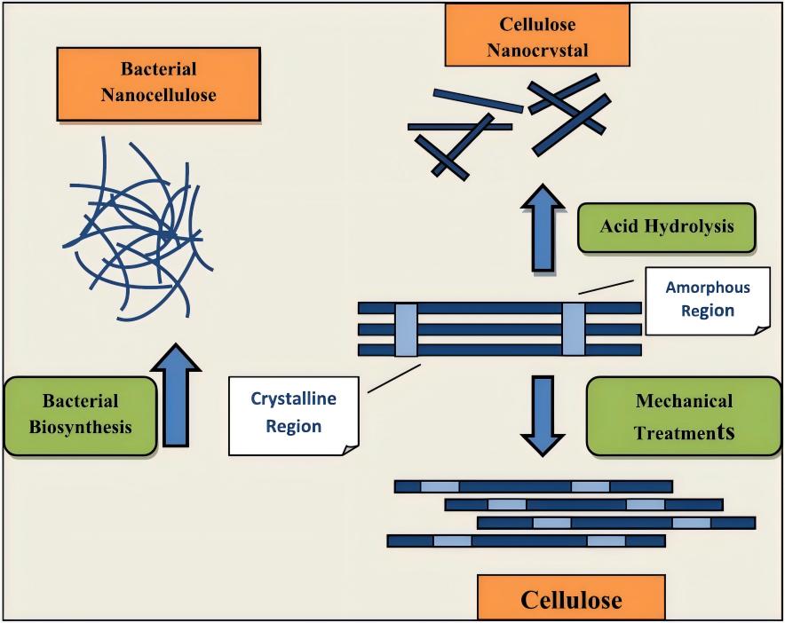 Nanocellulose in Drug Delivery Systems - CD Bioparticles