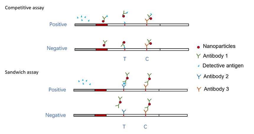 Formats, Probes and Design of Lateral Flow Immunoassays - CD Bioparticles
