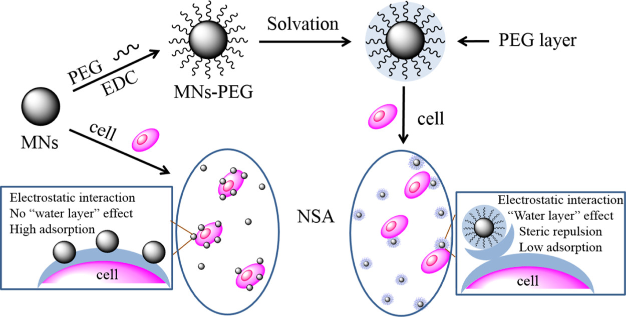 PEG Magnetic Polystyrene Particles - CD Bioparticles