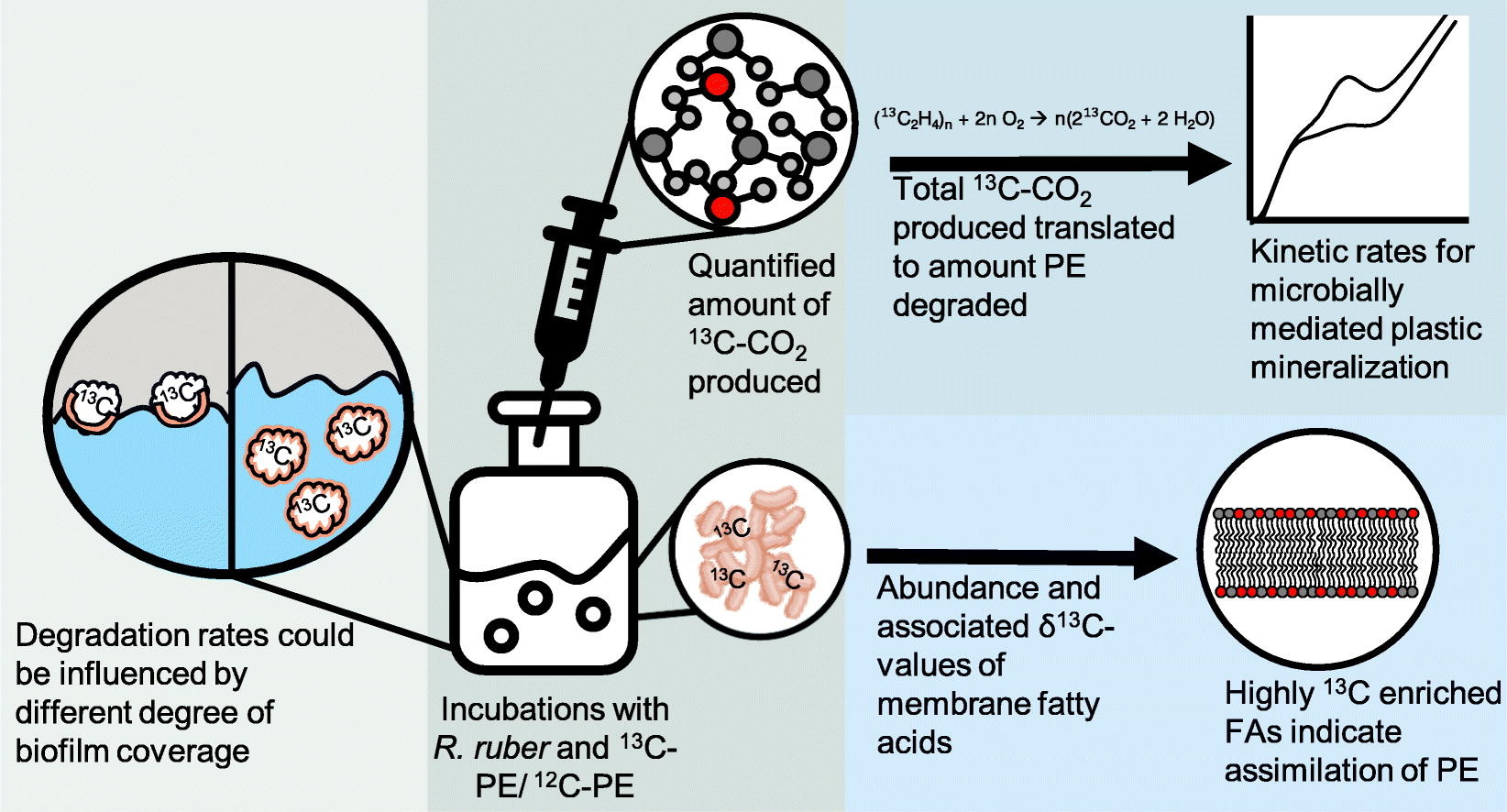 PE Nanoparticles, Microparticles - CD Bioparticles