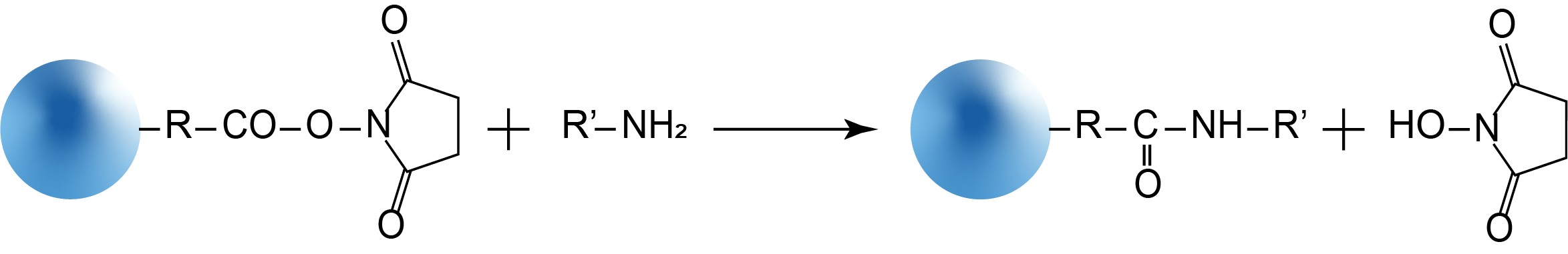 Pre-Activated Agarose Particles for Biomolecule Immobilization - CD ...