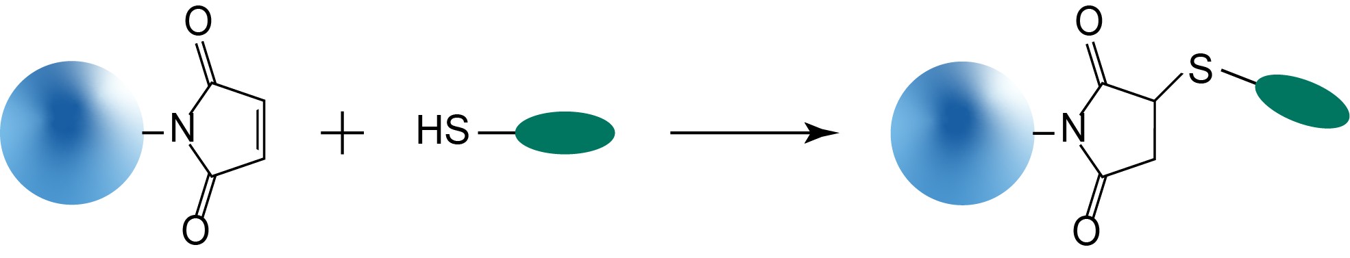 Pre-Activated Agarose Particles for Biomolecule Immobilization - CD ...