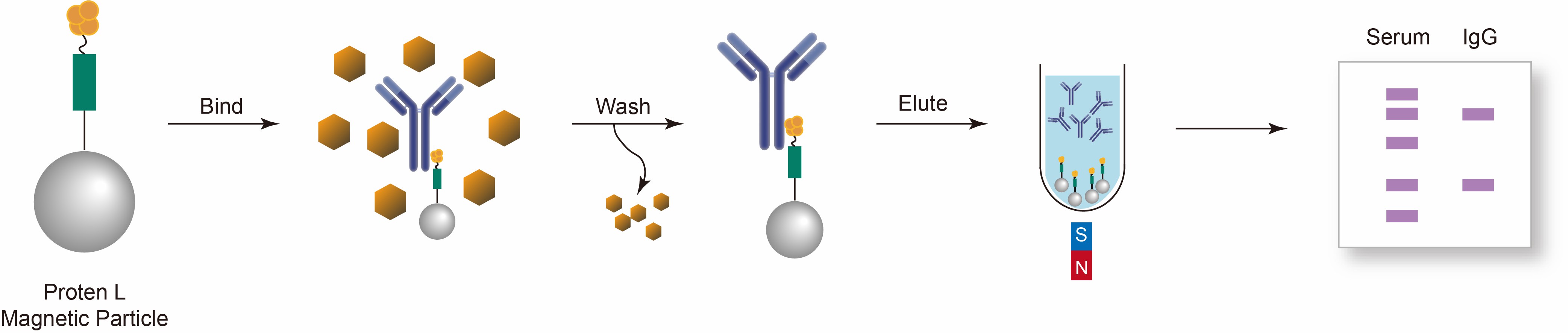 Protein L Magnetic Particles Cd Bioparticles