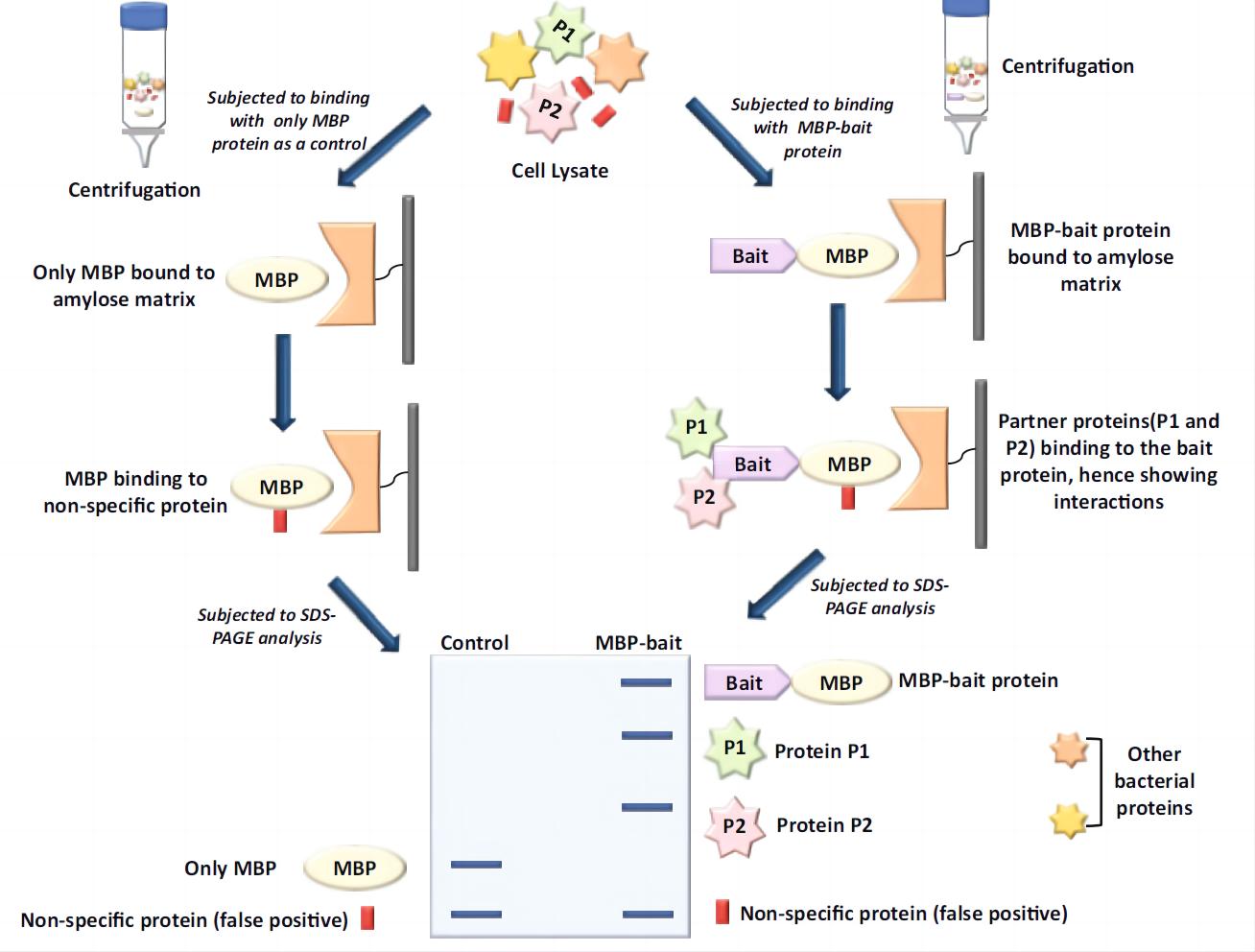 Protein Interaction Pull-Down Kit - CD Bioparticles