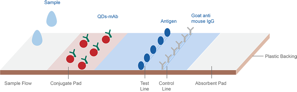 Quantum Dot Lateral Flow Assay Development - CD Bioparticles