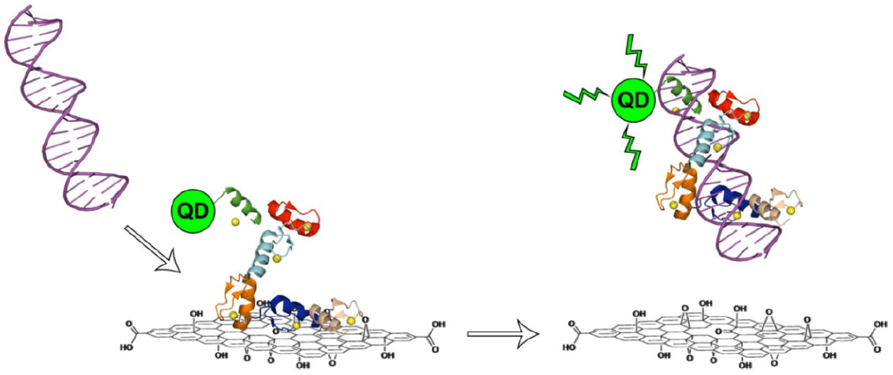 Quantum Dots Labeling Proteins - CD Bioparticles