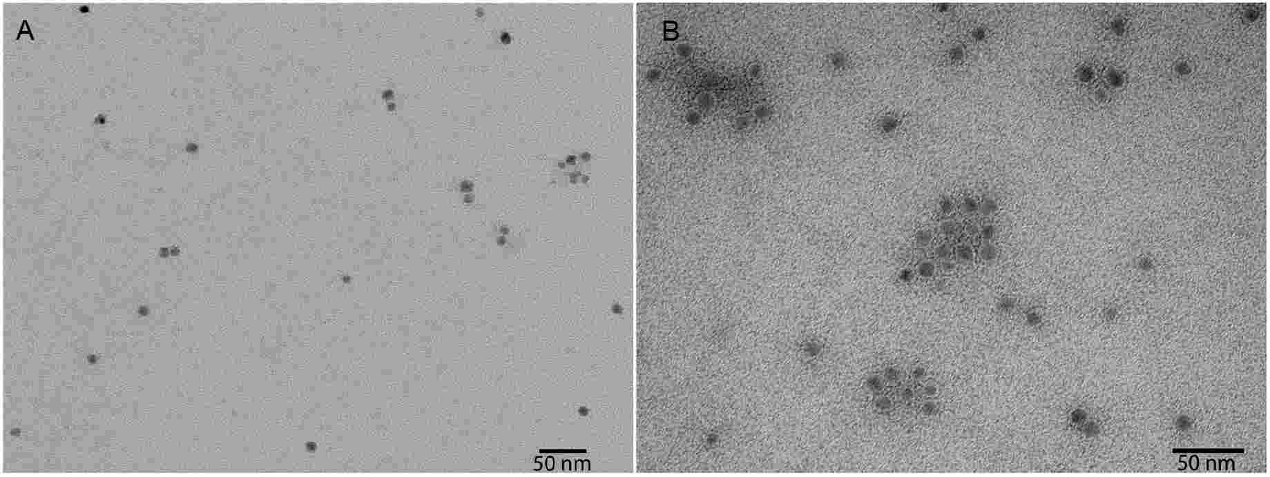Quantum Dots Labeling Proteins - CD Bioparticles