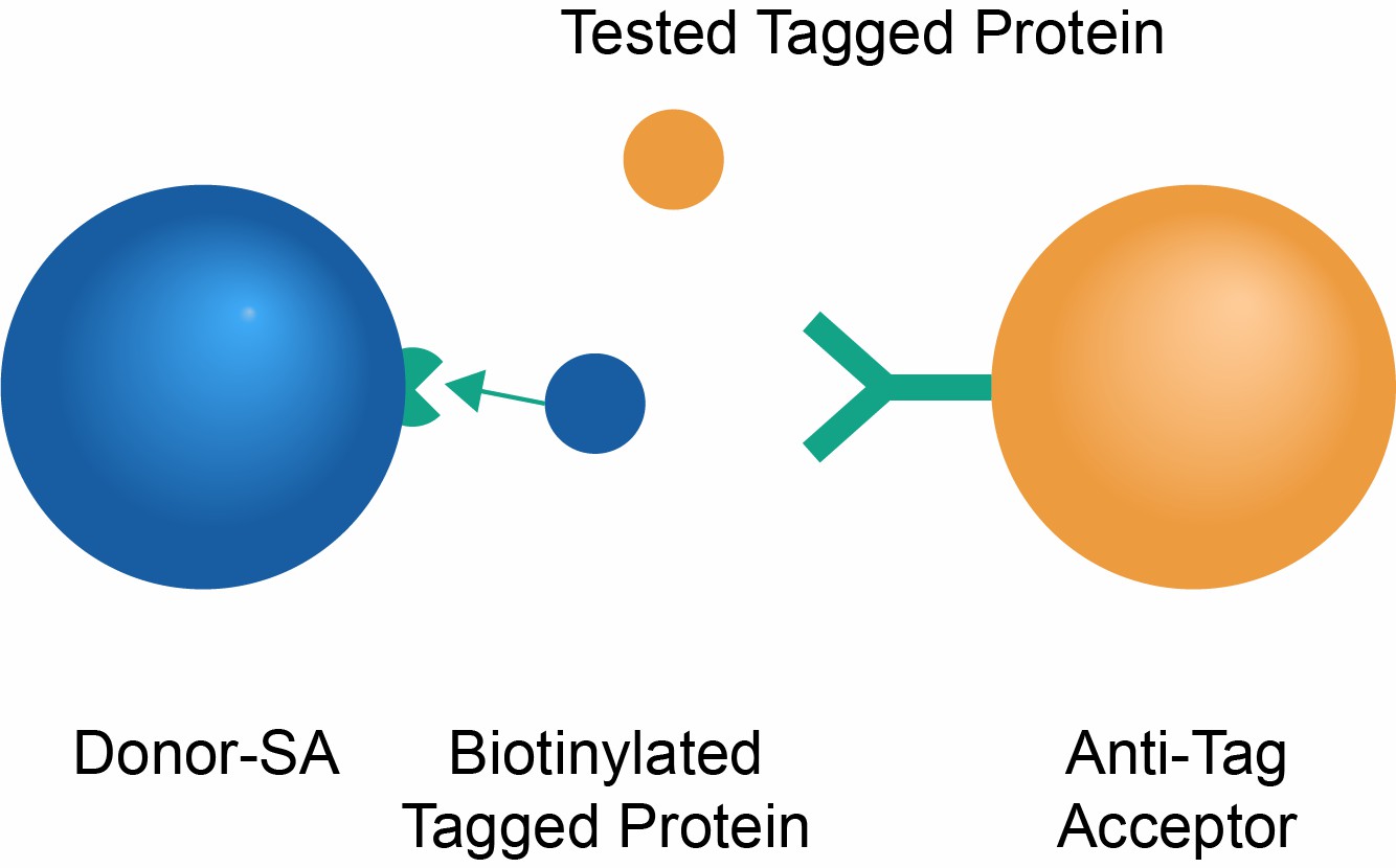 Rapid Tagged Protein Detection by Chemiluminescence - CD Bioparticles